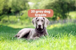 20 gray dog breeds (with pictures) - DogsPlanet.com